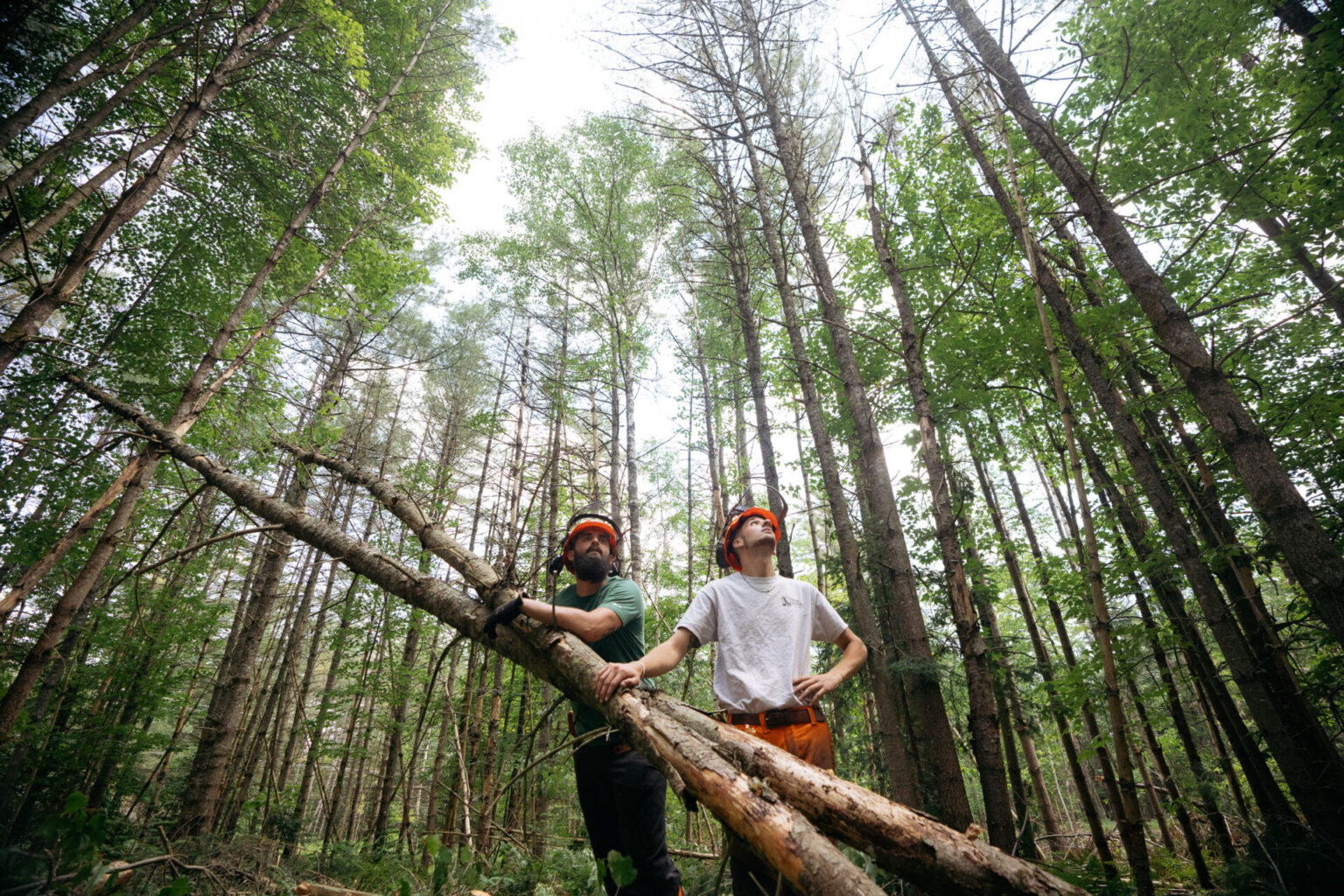 Finding Synergy Among Forestland Uses - Northern Forest Center