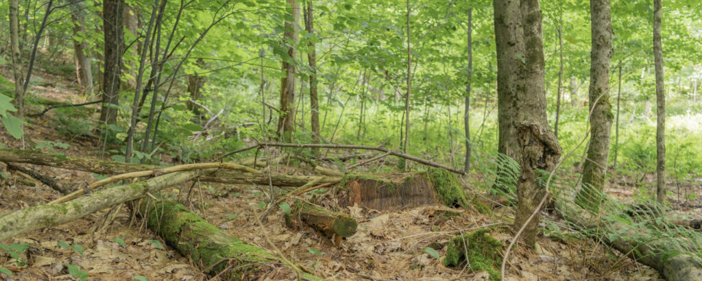Simple Solutions are Not the Answer for Saving Our Complex Forests ...
