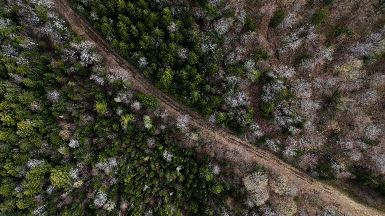 Dartmouth Project Showcases Community Forests - Northern Forest Center