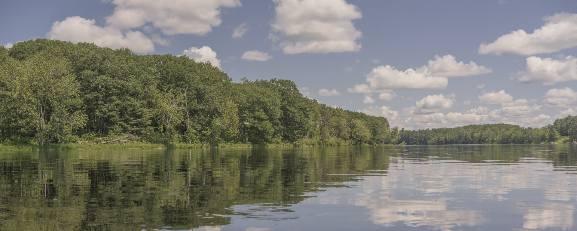 Embracing Ecological Forestry: A New Approach to Forest Management ...